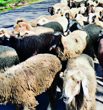Sheep Rearing Now A Major Earning Source In State | Shimla News - Times ...