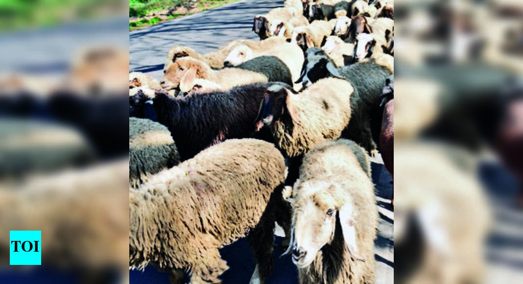 Sheep Rearing Now A Major Earning Source In State | Shimla News - Times ...