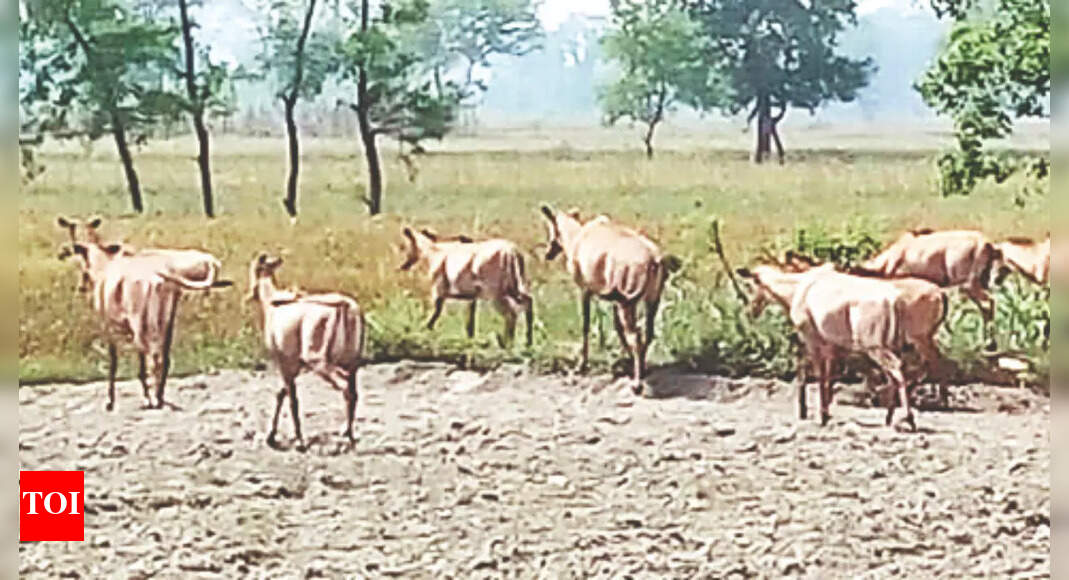 19 wild cows killed in US aerial shooting operation - Times of India