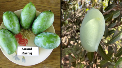 After 22 years, Gujarat gets a new mango variety | Ahmedabad News ...