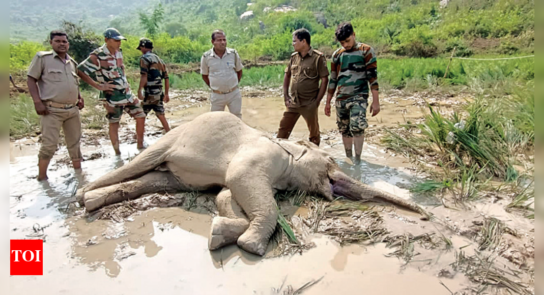 State Lost 245 Elephants In 3 Years Since 2019: Minister | Bhubaneswar ...