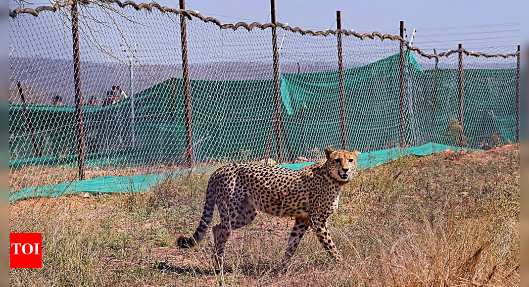 Project Cheetah: Govt cuts short extension of Project Cheetah lead ...