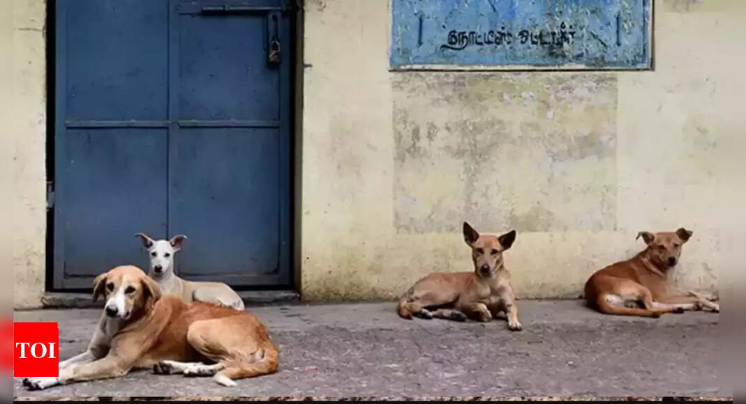 Stray dogs kill 3-year-old UP girl, 200 bite marks found | Bareilly ...