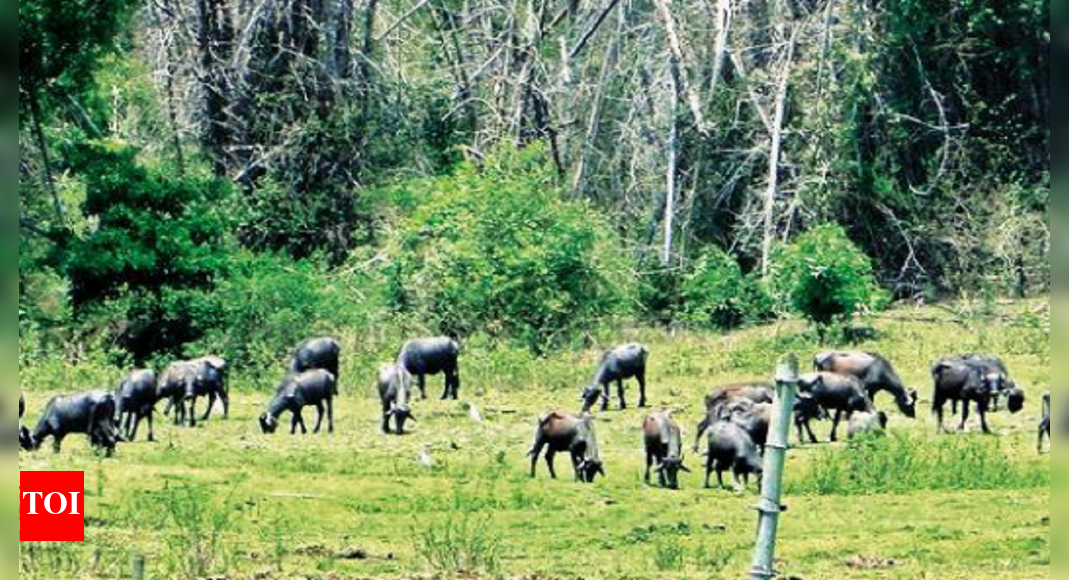 Forest department to restrict cattle grazing inside Kerala's Wayanad ...