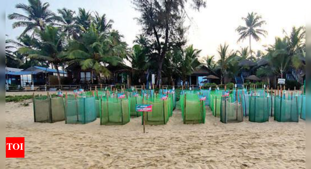 Agonda: Record 42 Olive Ridley egg pits at Agonda | Goa News - Times of ...