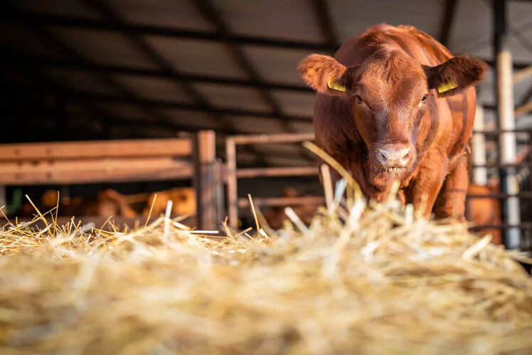 World Wildlife Day: Volunteering programs that all wildlife lovers ...