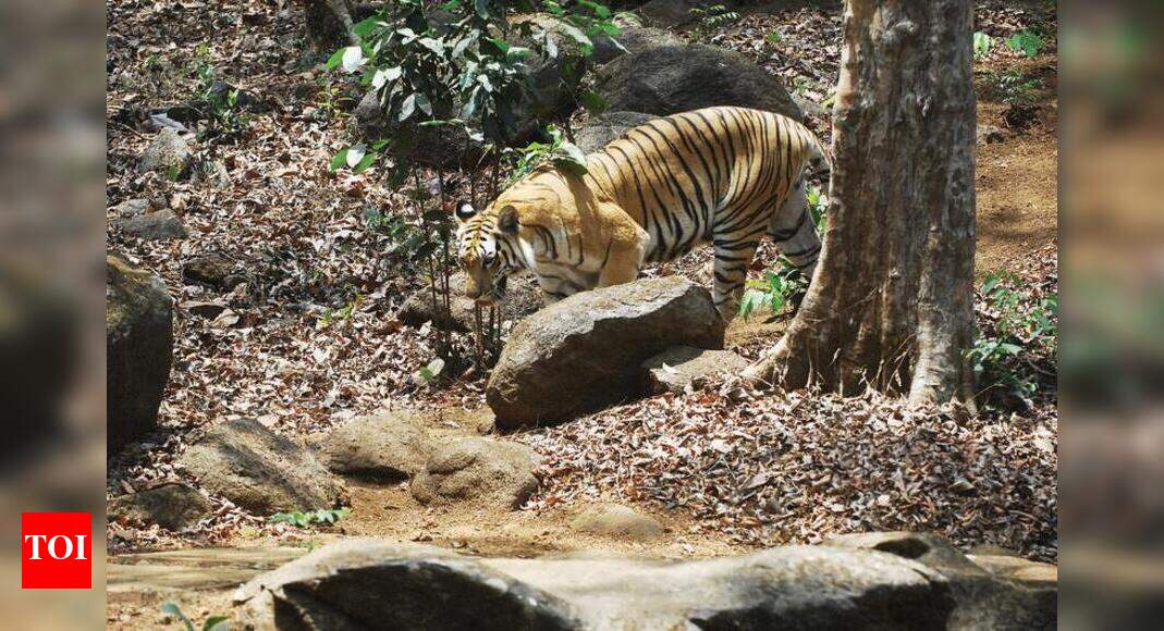 Rise in leopard, tiger attacks on livestock, wildlifers say urgent ...