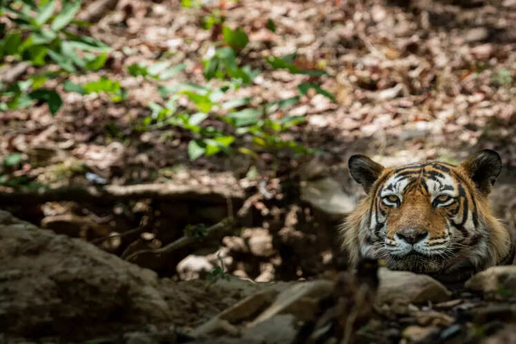 Ecotourism in Odisha | Times of India Travel