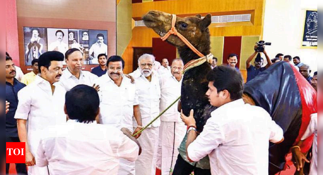 M K Stalin: Camel gifted to CM M K Stalin now at rescue shelter in ...