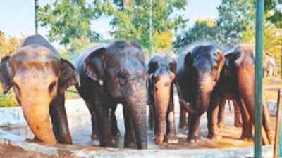Forest Dept To Shift 9 Elephants To Chadivayal From Mr Palayam ...