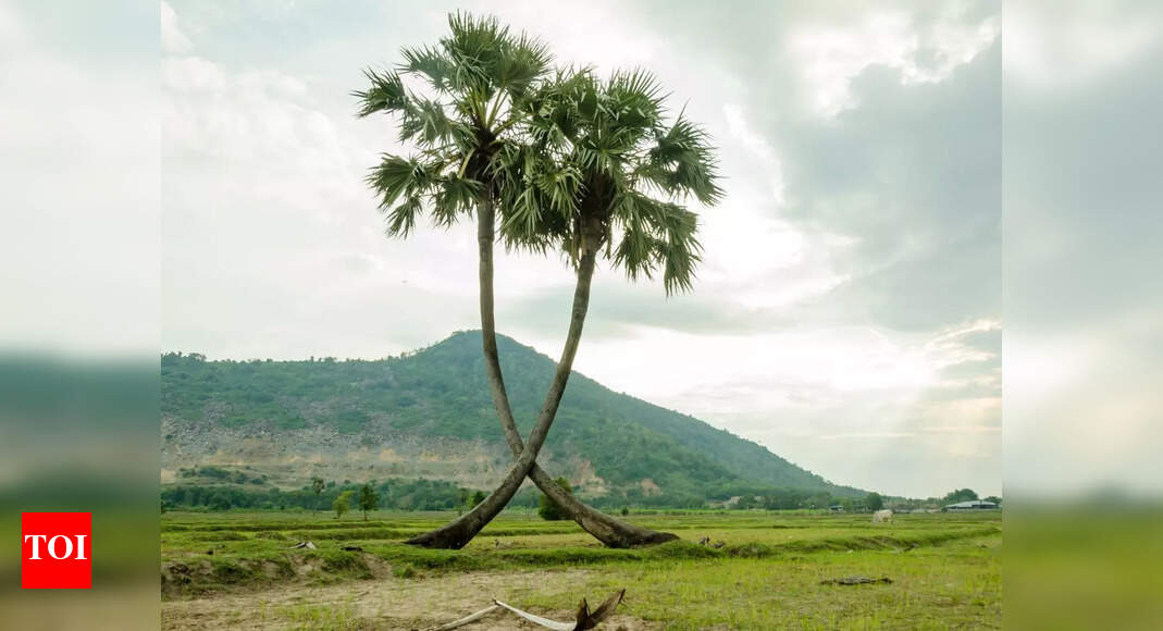 Taste of Sweet Sap - Times of India