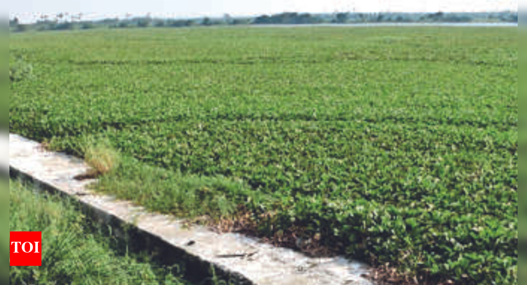 Coimbatore corporation to rejuvenate, revamp Singanallur lake ...