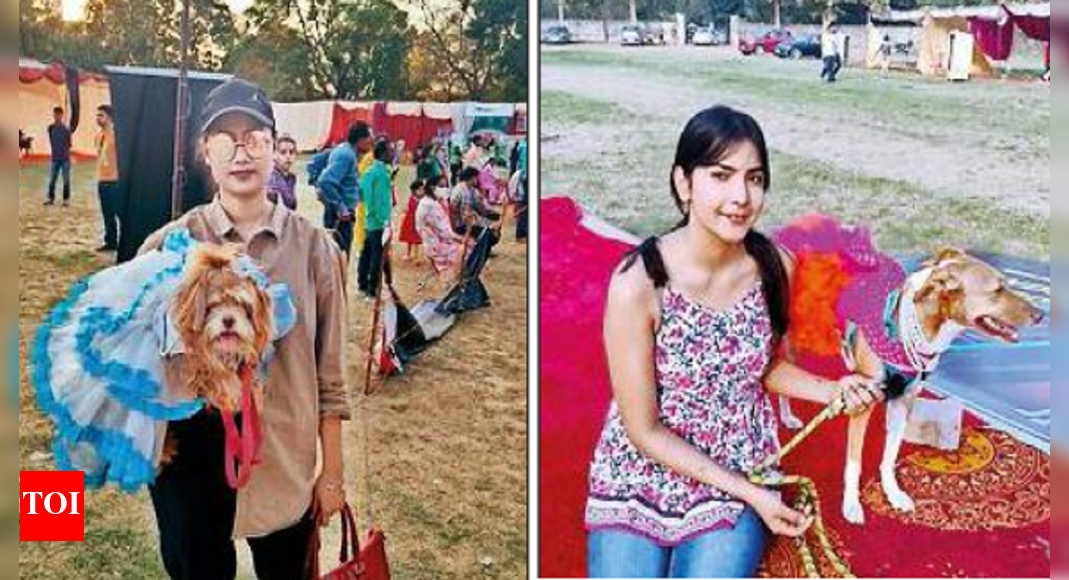 Dogs' day out: 300 furry friends of different breeds walk the ramp in ...