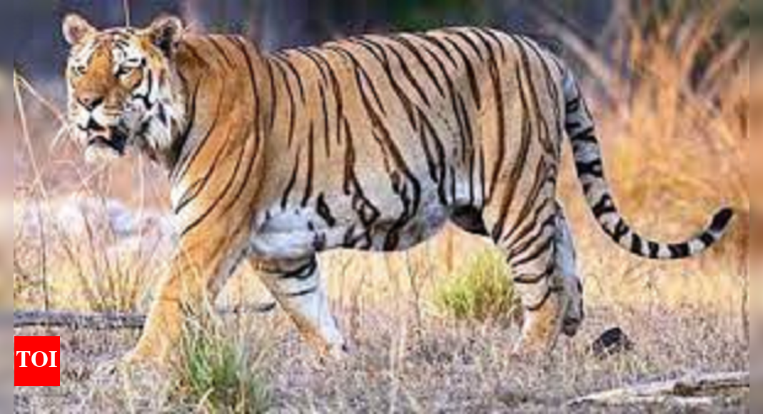 Another adult tiger found dead in Tadoba Andhari Tiger Reserve | Nagpur ...