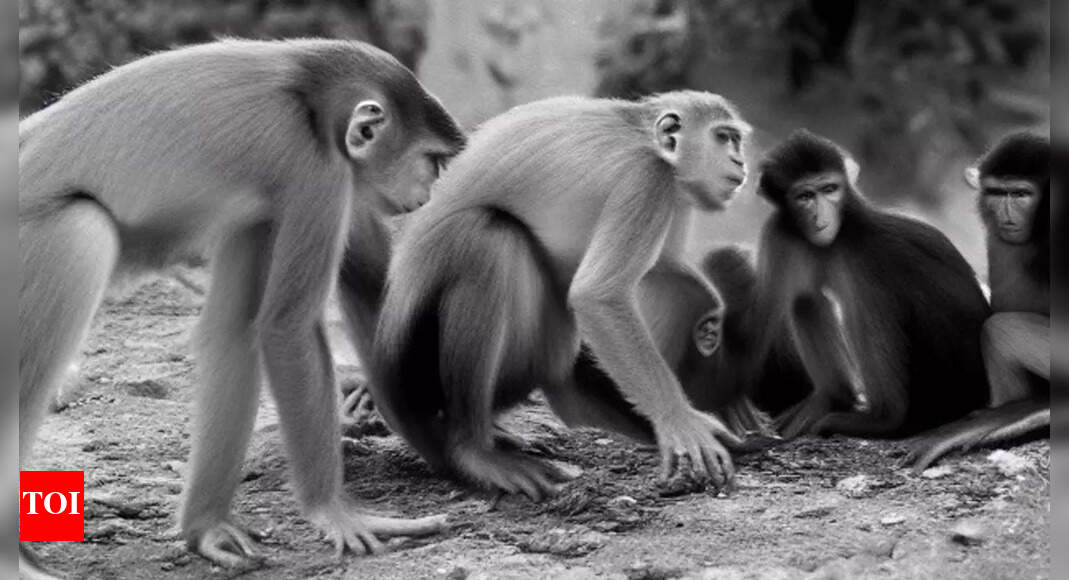 70-year-old woman dies after being attacked by monkeys in Telangana ...