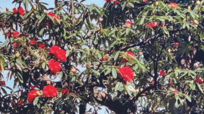 Villagers worry as lack of rain leads to poor blooming of Buransh ...