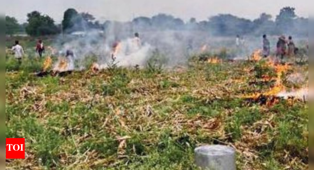 Nashik onion farmer sets his produce on 1.5 acres ablaze | Nashik News - Times of India