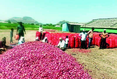 Nafed Procures 3,500 Tonnes Of Late Kharif Onions From Farmers | Nashik News - Times of India