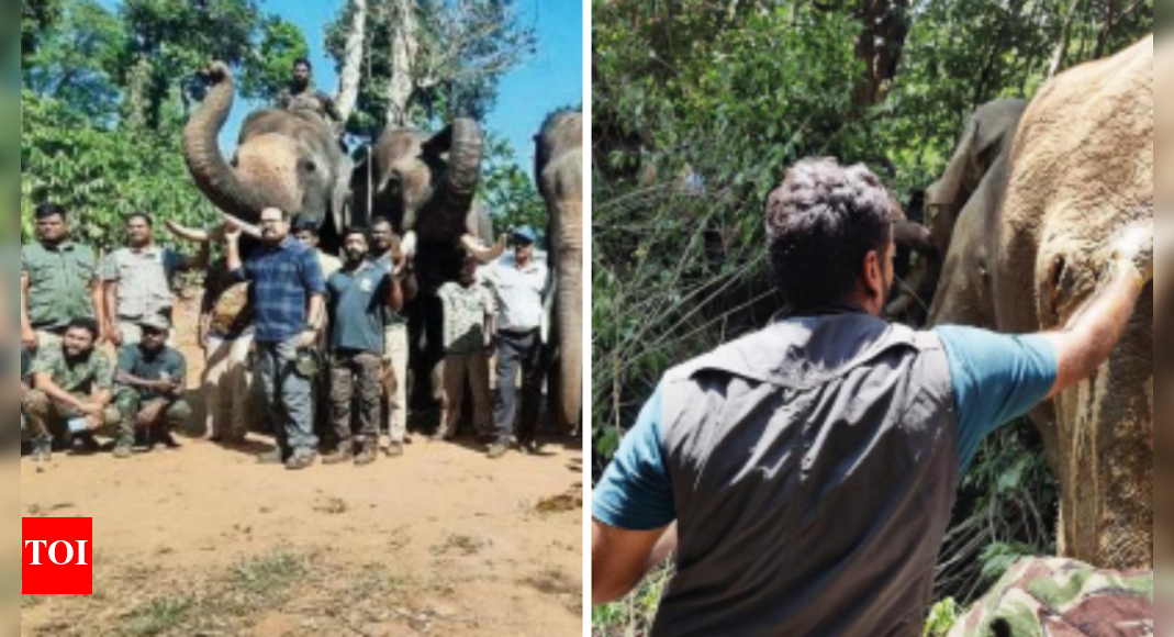 Elephant Task Force personnel, foresters rescue tusker in Kodagu's ...