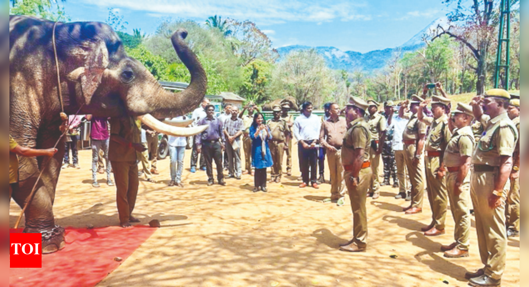 Kaleem: Forest Dept Extends Befitting Farewell To Kumki Kaleem On ...