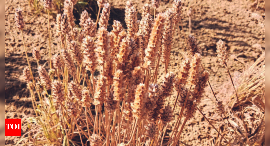 Rain & hailstorm hit crops in desert districts in Rajasthan | Jaipur News - Times of India