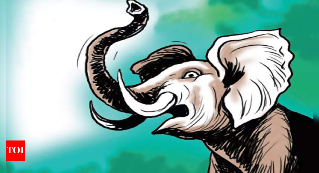 Woman injured in elephant attack | Coimbatore News - Times of India