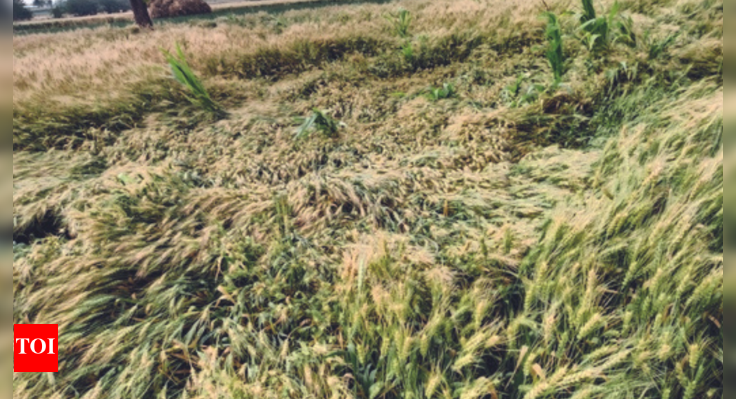 Over 13,000 hectares of crop hit by unseasonal rain: DCM | Mumbai News ...