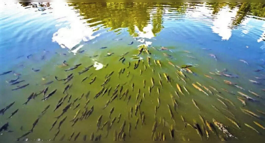 This is how Jadisil Fish Sanctuary won hearts of many travellers ...