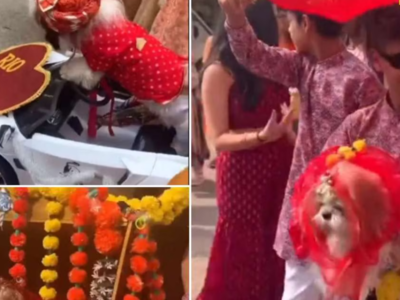 The big fat Indian ‘pet’ wedding - Times of India