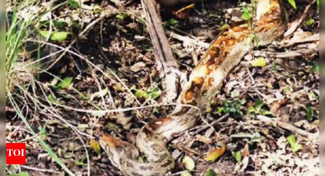 To hoodwink humans and prey, pythons play a deadly game | Chandigarh ...