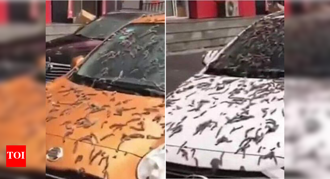It's raining 'worms' on the streets of China's capital city, Beijing ...