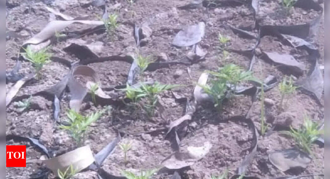 Uttar Pradesh to encourage plantation of Malabar Neem tree to improve ...