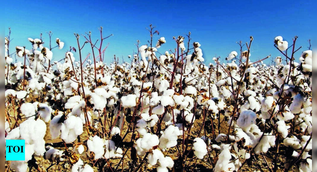 Cotton: Successive Pest Attacks Hit Cotton Crop Hard, Sale At 25% Of ...