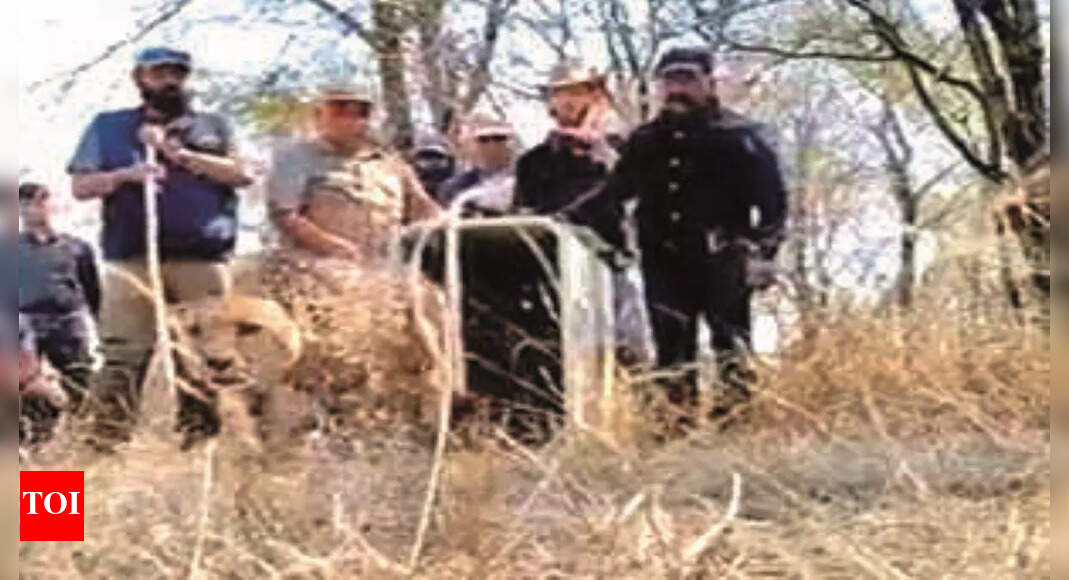 Cheetah mates Asha & Oban released in Kuno wild | Bhopal News - Times ...