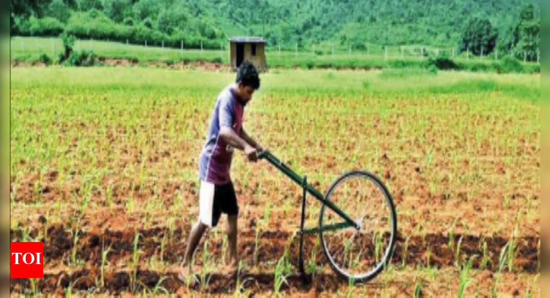 Tribals reap benefits of millet farming | Bhubaneswar News - Times of India