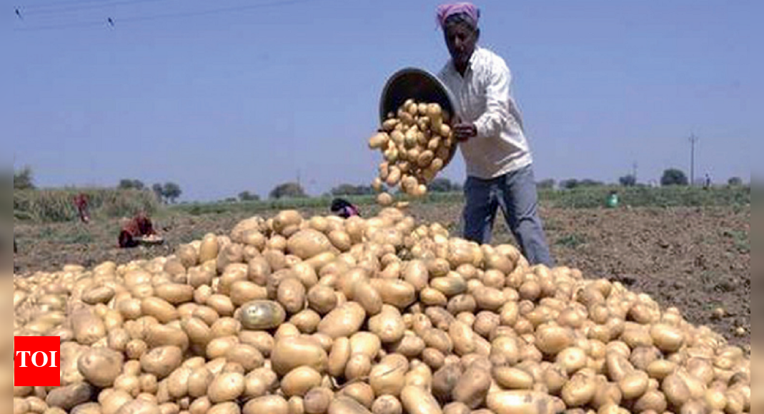 UP to push potato crop down South amid falling rates | Lucknow News ...