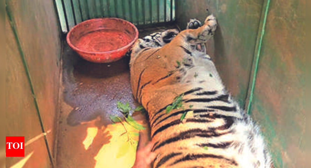 Rescued tigress to be released in Dudhwa Tiger Reserve | Bareilly News ...