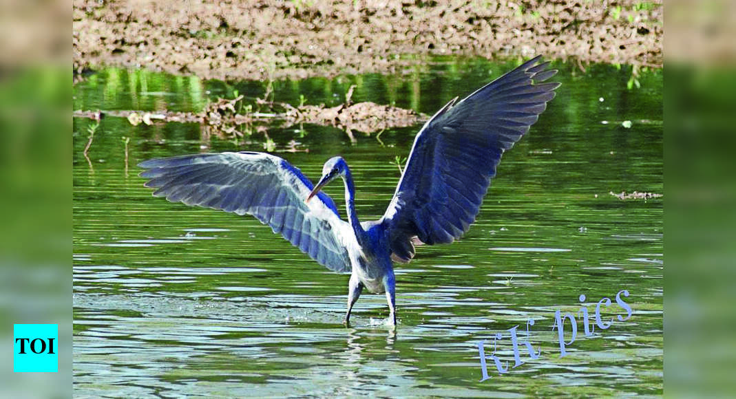Yelahanka Puttenahalli Lake: Western Reef Heron Turns Up At ...