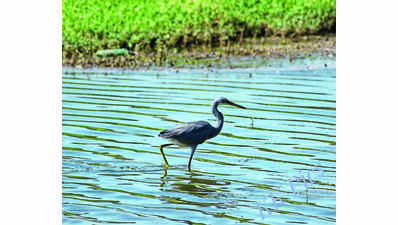 Yelahanka Puttenahalli Lake: Western Reef Heron Turns Up At ...