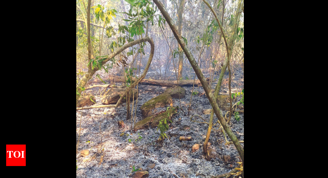 Goa: Volunteers and choppers stem fire reoccurrence | Goa News - Times ...