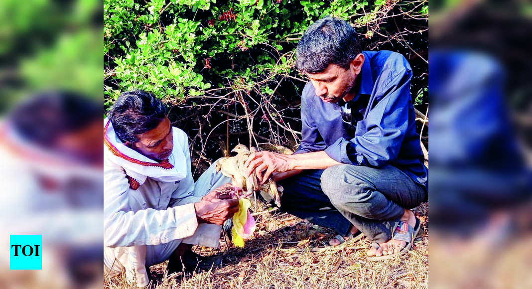 Grey Francolins Rescued In Sillod, Poacher Flees After Trying To Attack ...