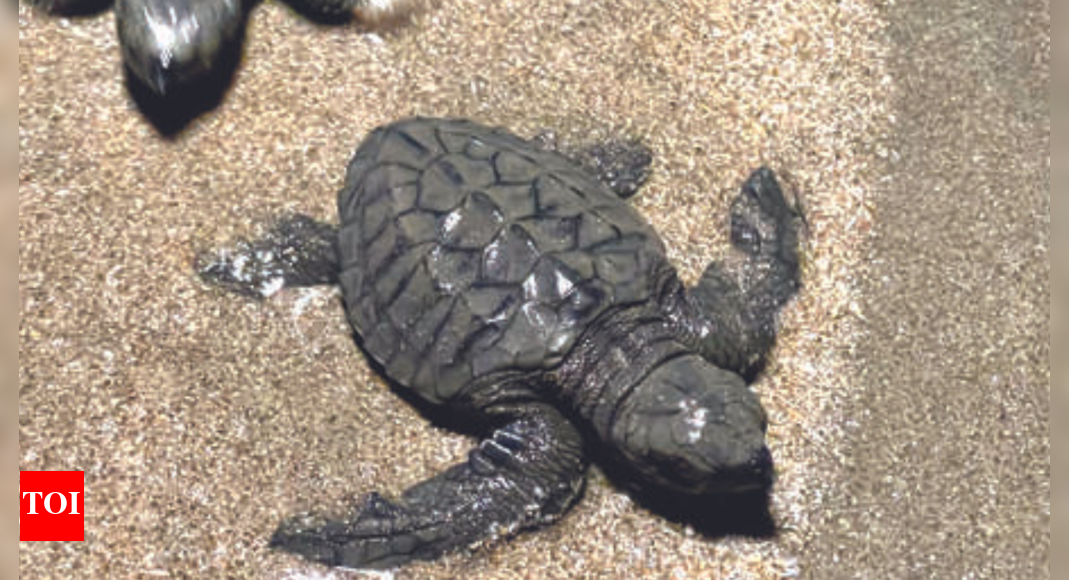 Olive Ridley nests cross 100, a record despite partying blitz | Goa ...