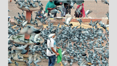 Agencies busy with blame game, Delhi residents battle pigeon menace ...