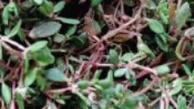 Chicken Weed Can Boost Stamina, Build Muscles! | Vadodara News - Times ...