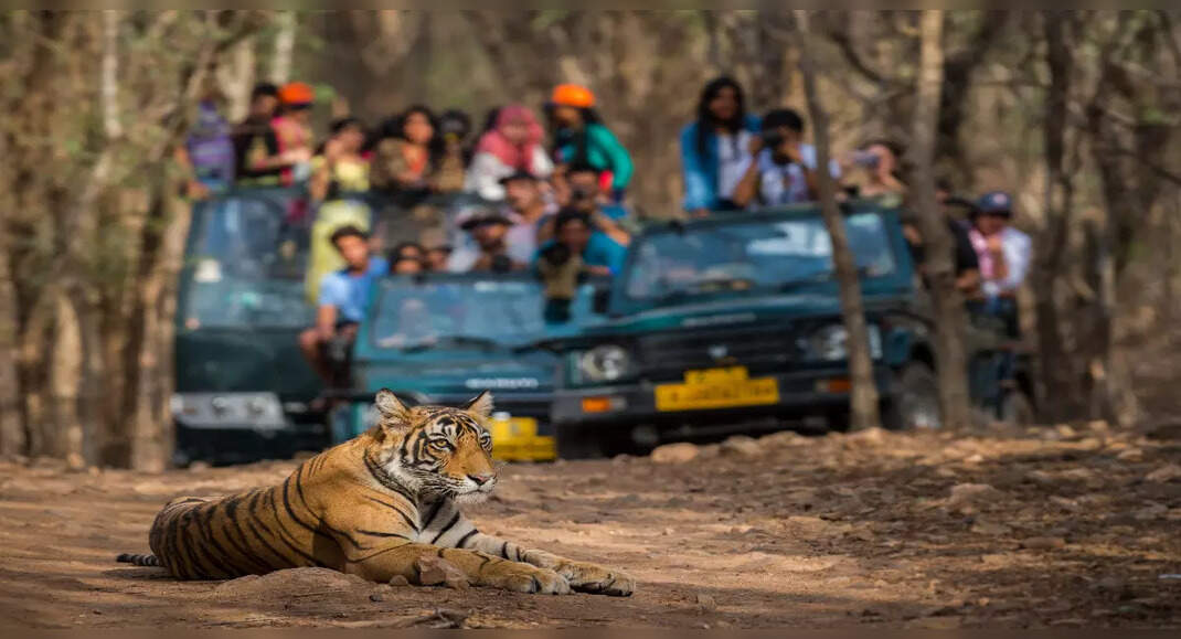 Many aspects of wildlife tourism we are not talking about | Times of ...