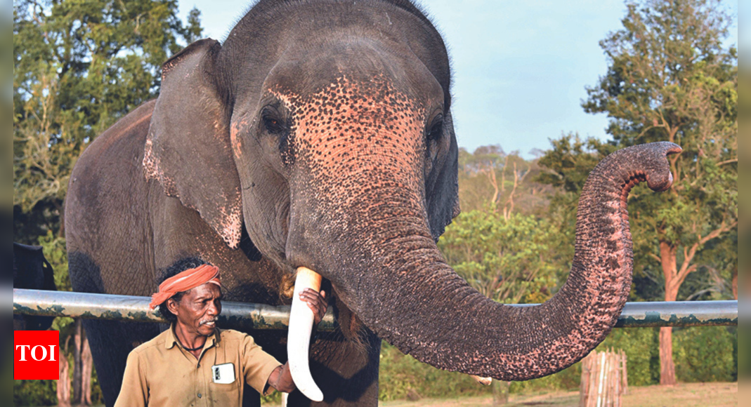 'The Elephant Whisperers': Documentary couple cheer new jumbo rather ...
