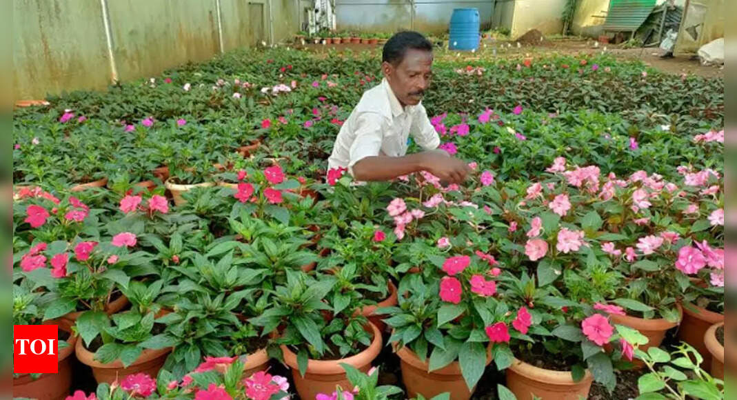 Salem horticulture department to raise 2.5 lakh flower saplings for ...