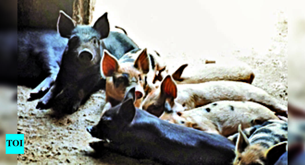 Death Of Pigs Sparks Panic In Ntr Dist | Vijayawada News - Times of India