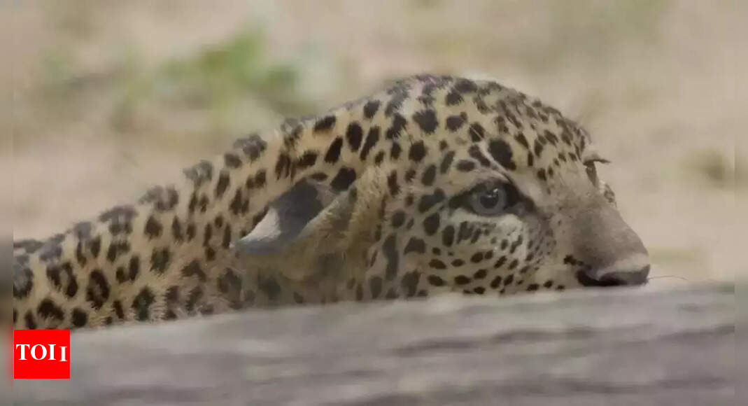 Chithode: Sheep Killed In Suspected Leopard Attack | Coimbatore News ...