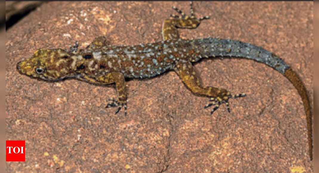 New gecko species from MM Hills named after scientist Ganeshaiah ...